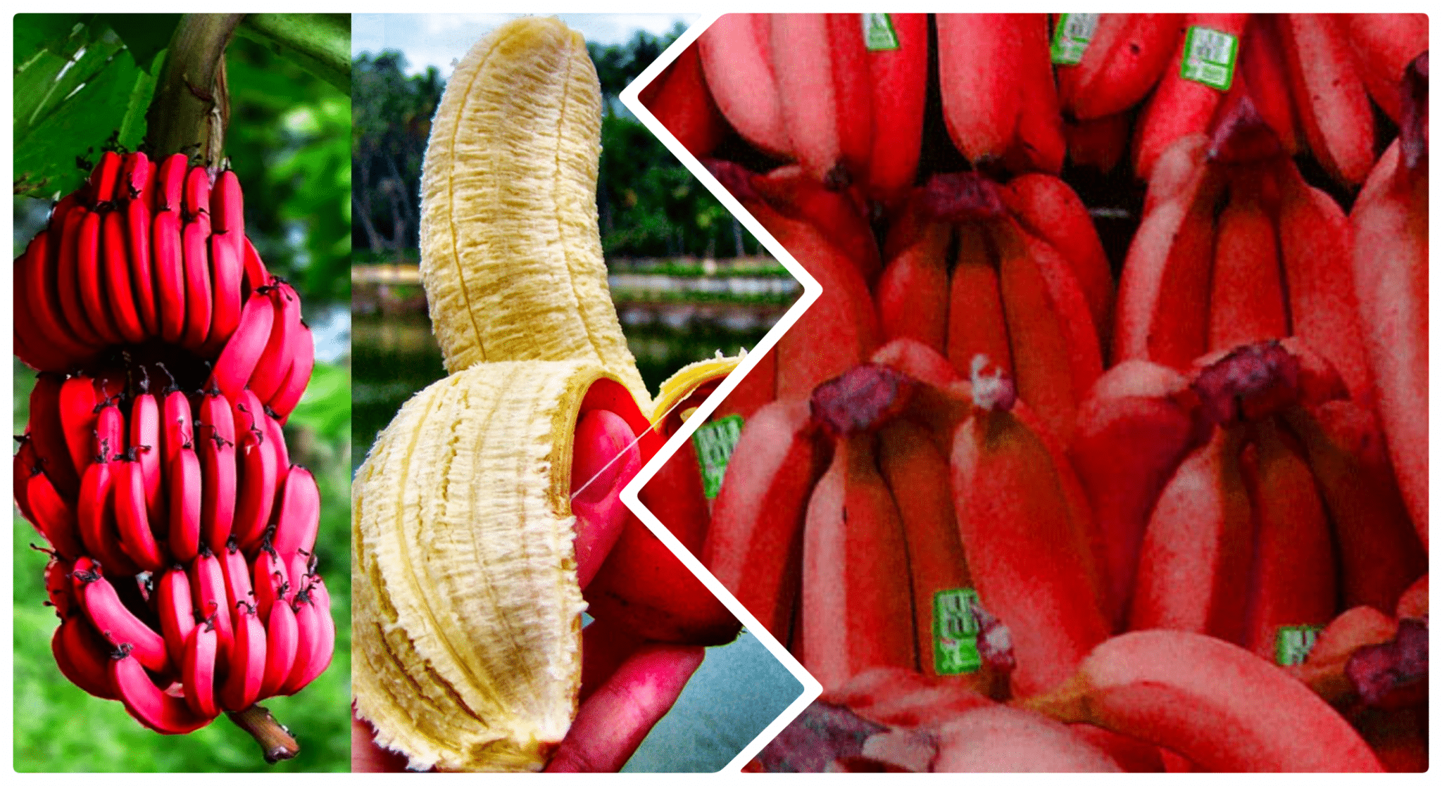 Red Bananas Health Benefits Nutrition And More Red Bananas Health Benefits Nutrition And More